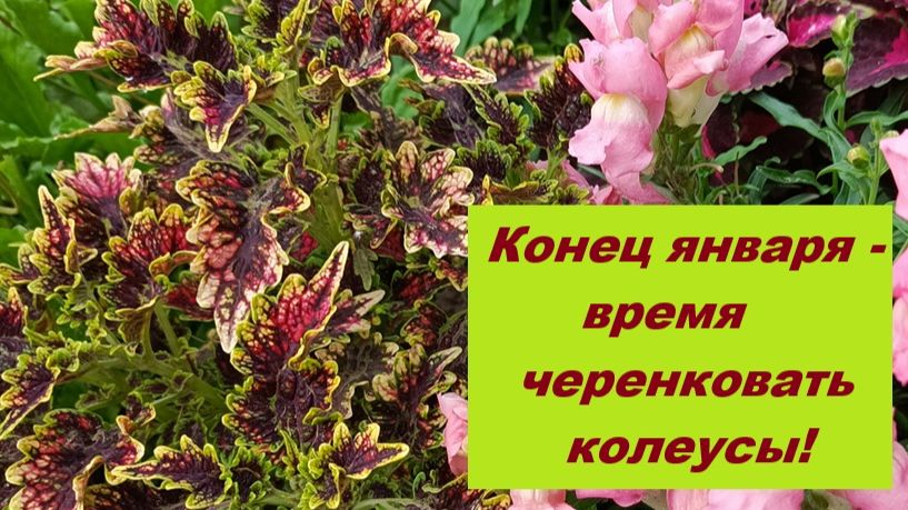 Как я черенкую колеусы? В январе пора начинать их размножение!