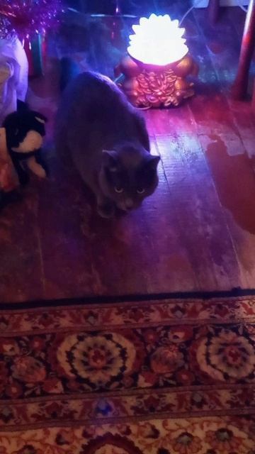 Кот Атос желает всем хорошего вторника! #shorts #котатос #животные #вторник #коты