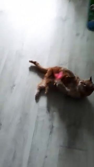 очень тигровый котик [get.gt]