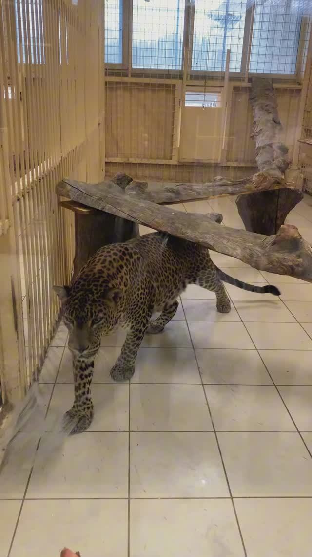 Сергей и Алиса | История двух сердец | Карельский зоопарк | Леопард