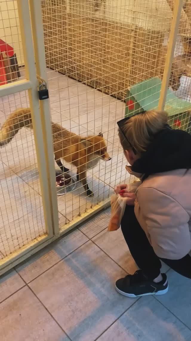 Сергей и Алиса | История двух сердец | Карельский зоопарк | Сестрица