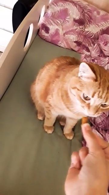 шаурма [get.gt]