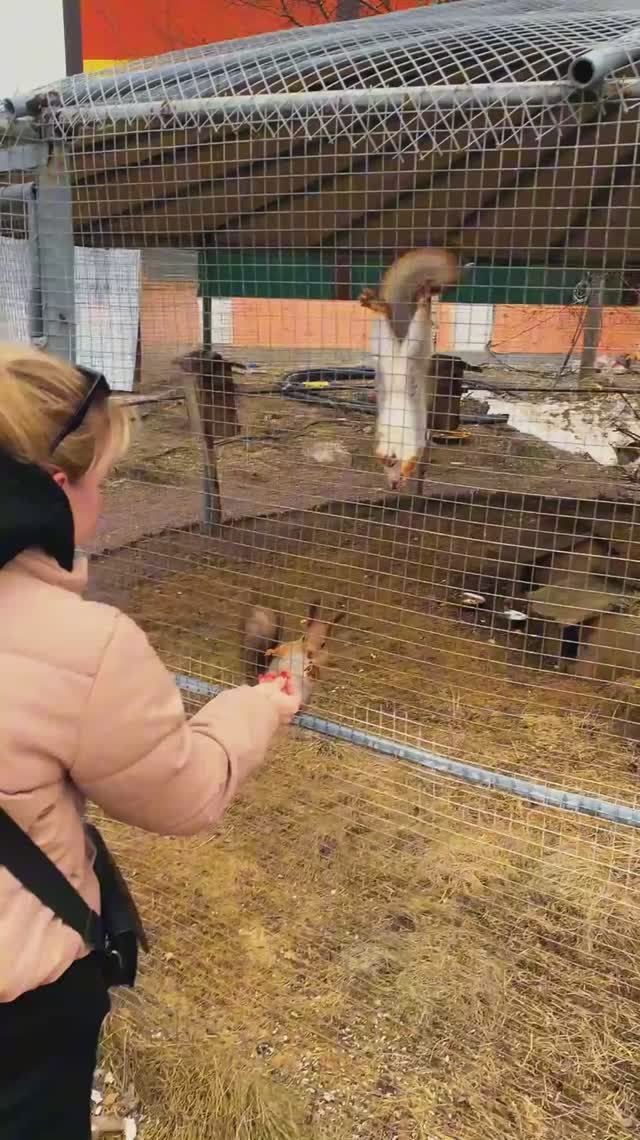 Сергей и Алиса | История двух сердец | Карельский зоопарк | Белочки