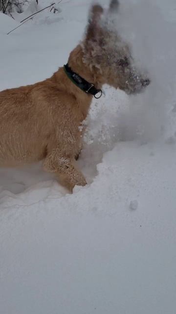 Мыши, ау 🐭 Солнечный Луч Из Волшебного Леса, 8 месяцев 🍀