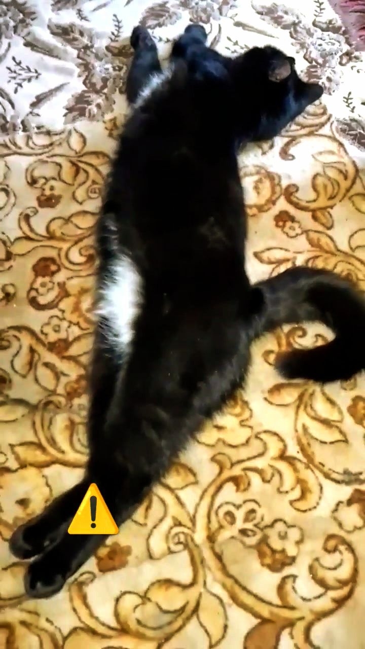 Мошенники, звонят утром, по понедельникам! Юмор с животными. 26-01-2026