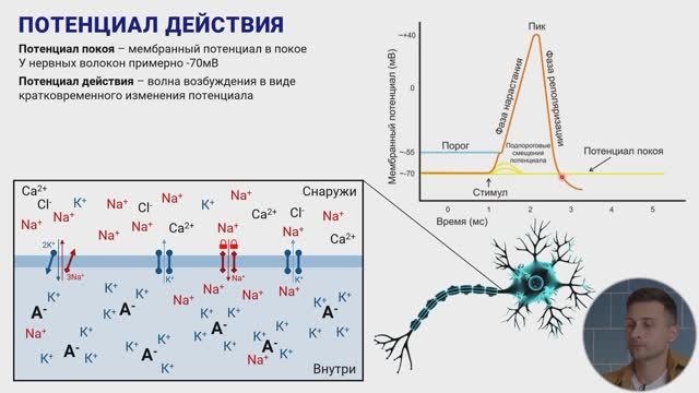 14. Потенциал покоя и потенциал действия скелетных мышц