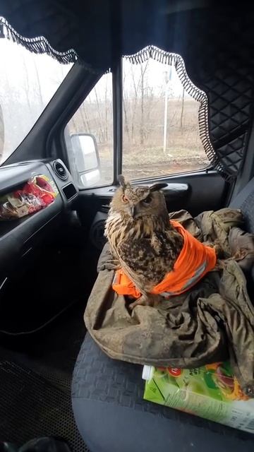 Напарник не выспался, злой