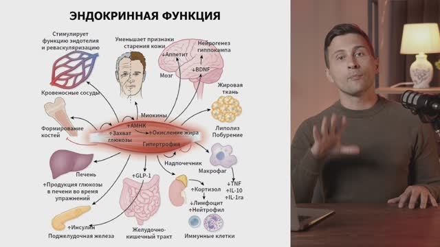 01. Скелетные мышцы, функции, гравитационный шок, влияние миокинов и другие основы