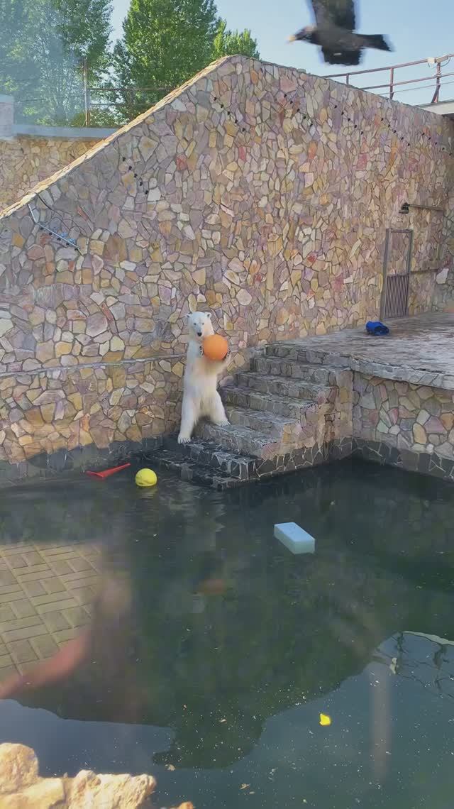 Сергей и Алиса | История двух сердец | Ленинградский зоопарк | Точный бросок