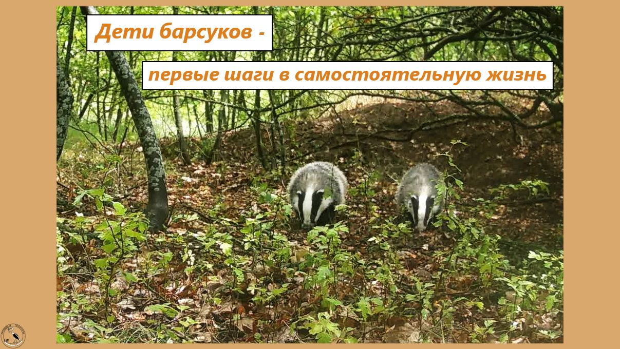 Детёныши барсуков впервые сами вышли из норы. 13-14.06.25