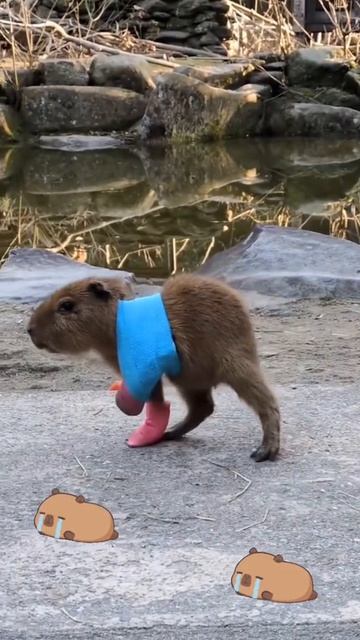 Как же жалко маленького капибара в гипсе