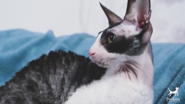 «РосКош» Корниш-рекс /  Корниш-рекс «РосКош»