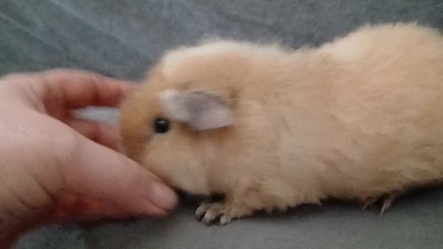 морская свинка рекс кремовый