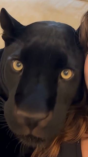 Вы как хотите, а мы с котёнком спать