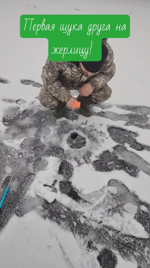 Первая щука друга на жерлицу!