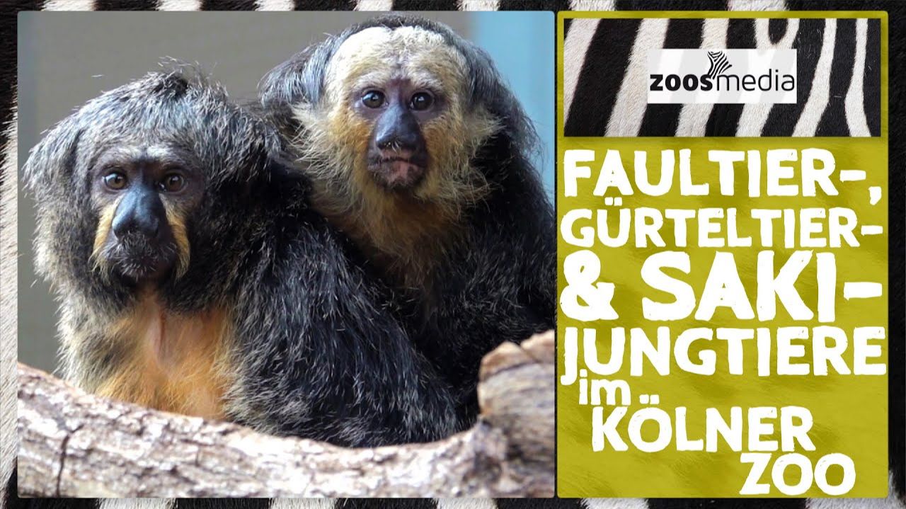 Kölner Zoo： JUNGTIERE im Arnulf-und-Elizabeth-Reichert-Haus 😍 ｜ zoos.media
