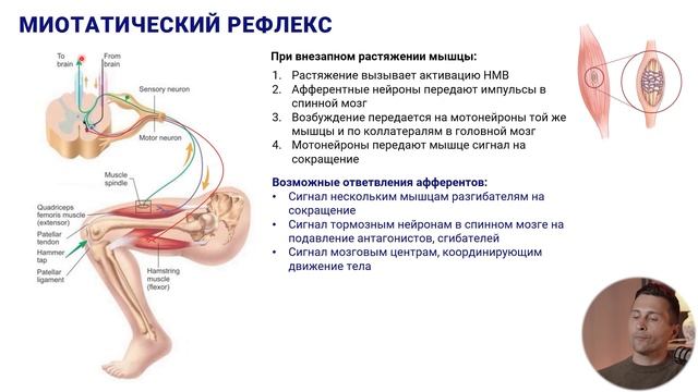 21. Миотатический рефлекс