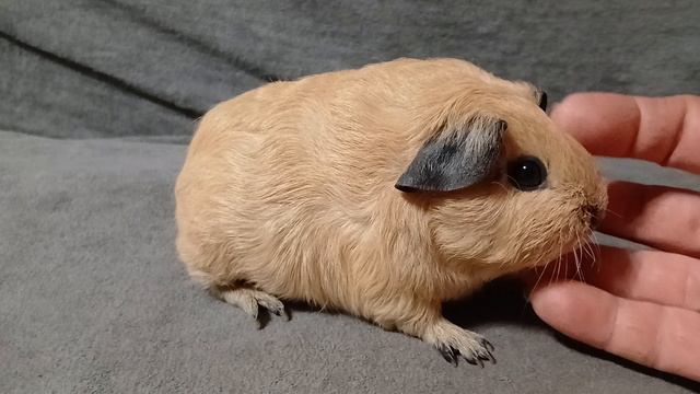 морская свинка не селф кремовый, калифорния с ч.п., возраст 1 месяц