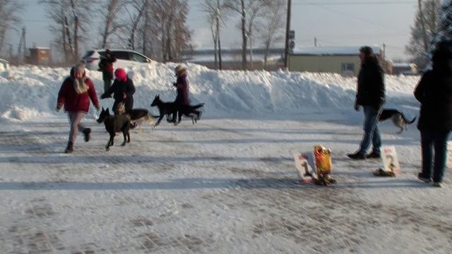 HDV_5805 суки юниоры