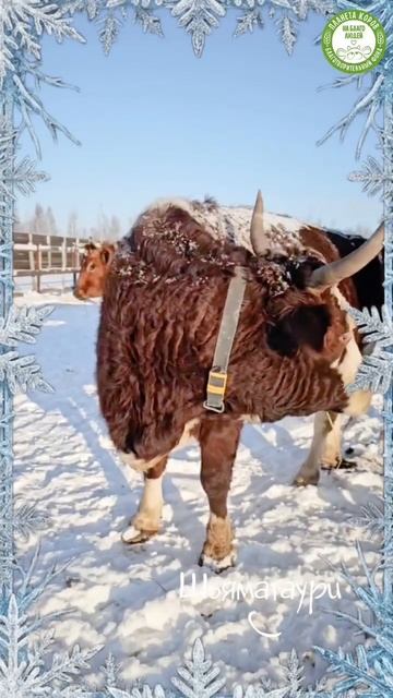 🐮  Их преданность — это тихий договор, написанный сердцем, а не словами ❤️