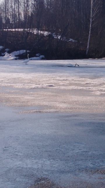 ✔Дикие лебеди на колхозном пруду🌊✔