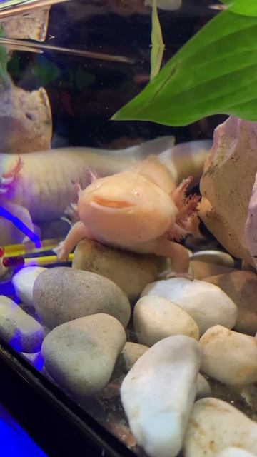 Лунтик трапезничает.