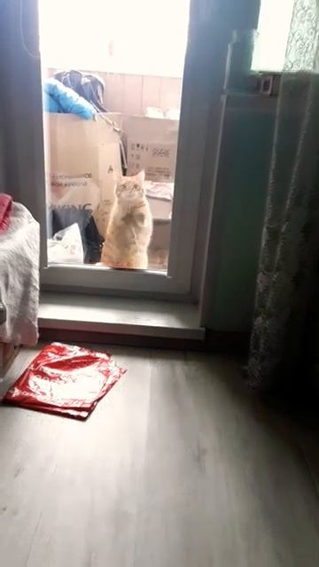 просится с балкона [get.gt]