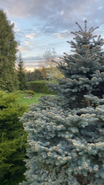 7 мая 2020 года . Первые дни Санта Барбара