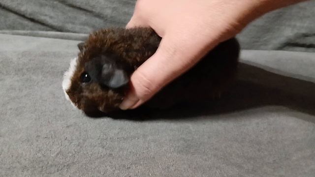 американский тедди золотой агути с белым, возраст 1 месяц