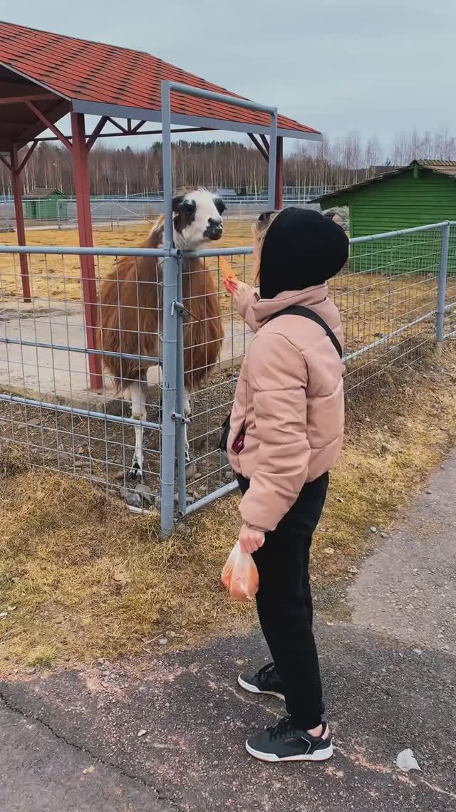 Сергей и Алиса | История двух сердец | Карельский зоопарк | Альпака