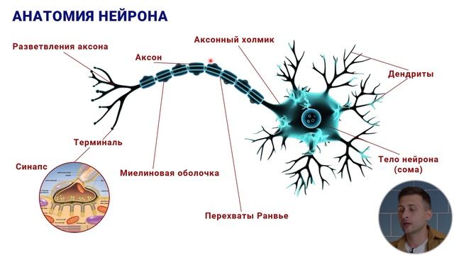 13. Анатомия нейрона