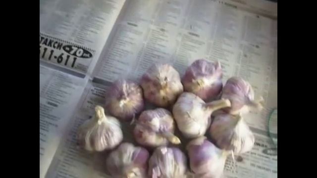 2171.  Озимый чеснок, хранение в прикопе от А до Я