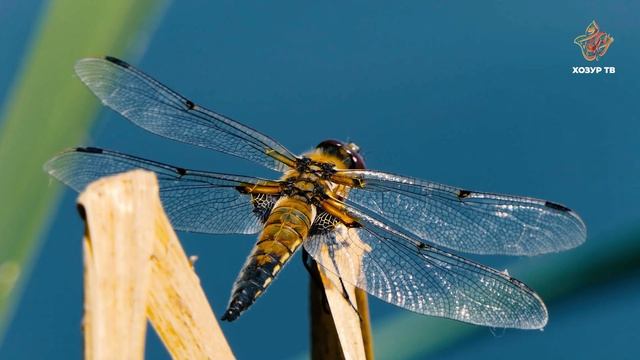 Иң нәфис бөҗәк | Гаҗәеп дөнья серләре. Бөҗәкләр дөньясы