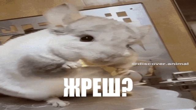 ШИНШИЛА КУШАЕТ #5 | KEK