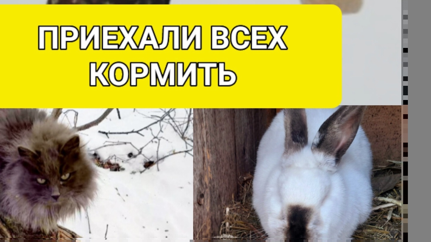 ПРИЕХАЛИ В ДЕРЕВНЮ КОРМИТЬ ЖИВОТНЫХ И ПТИЦ.ЗОЛА ИЗ ПЕЧИ ПРИМЕНИЛА  В ДЕЛО.