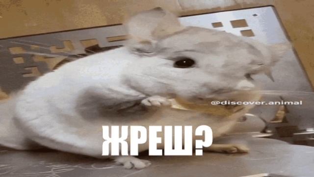 ШИНШИЛА КУШАЕТ #9 | KEK