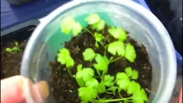 2166. Уход за всякой рассадой