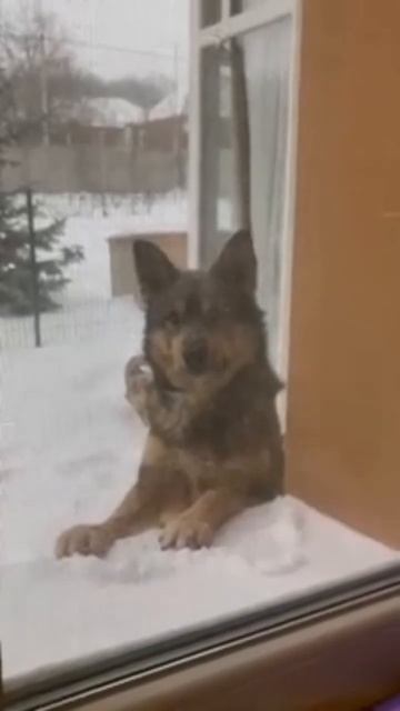 Здравствуйте, возьмите меня  к себе жить 🤭 #охраник #простоквашино #папатрехпринцесс #юмор #шутка