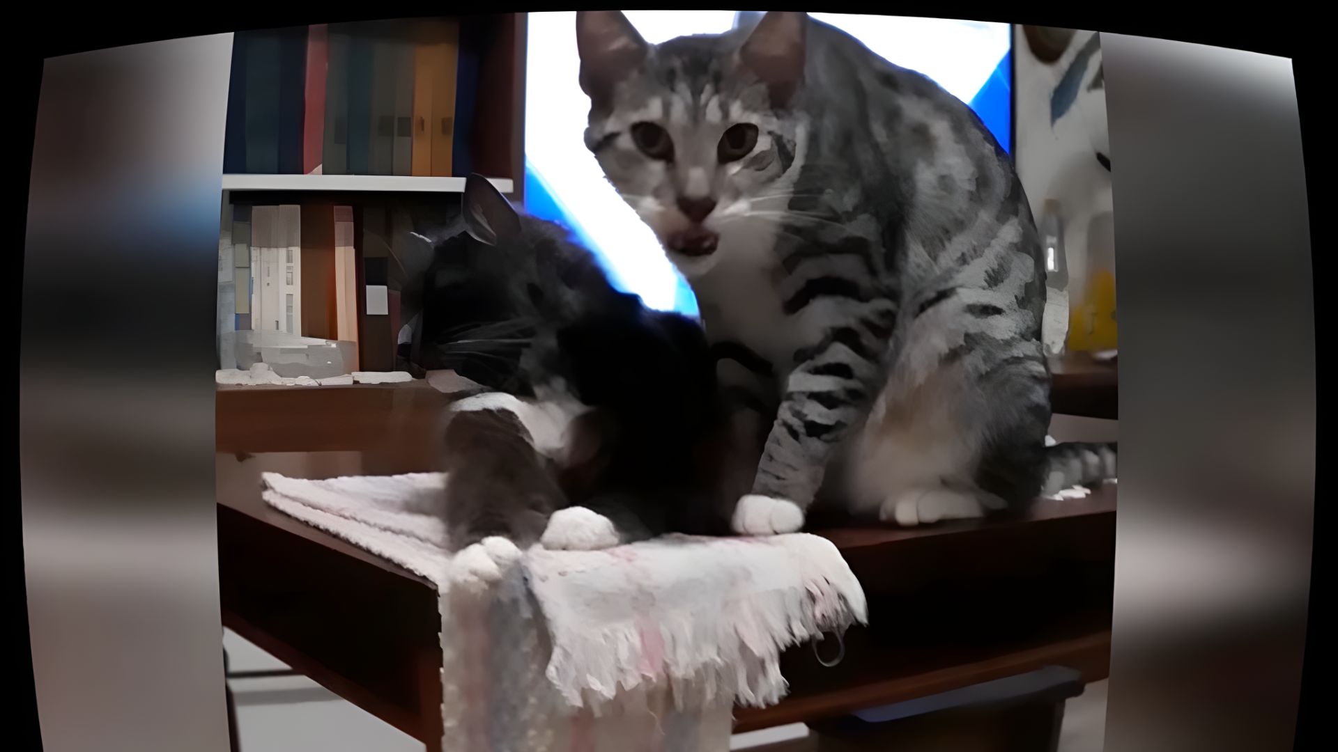 Барсик VS Фиса