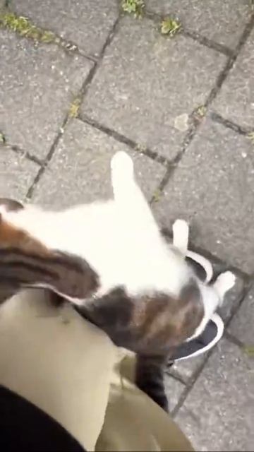 Любвеобильные котики