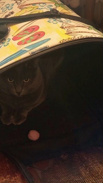 Кот Атос отдыхает в переноске! #shorts #котатос #животные #котвпереноске #атос