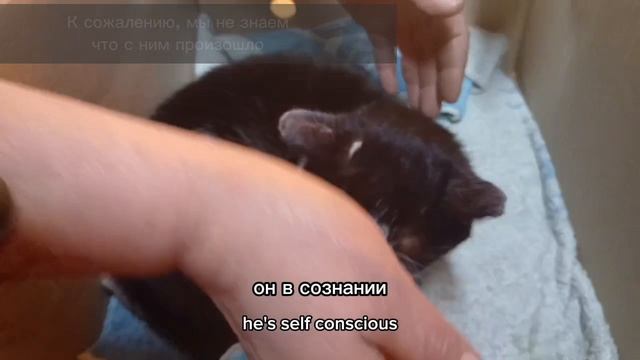 ЗАБРАЛИ НА ОБСЛЕДОВАНИЕ КОТЕЙКУ