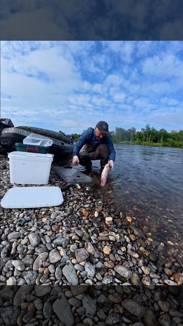 Кета на филе. Прямо у реки