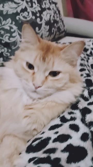 Релакс -кс-кс-с 😽🎀