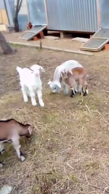 Непослушный козлёнок