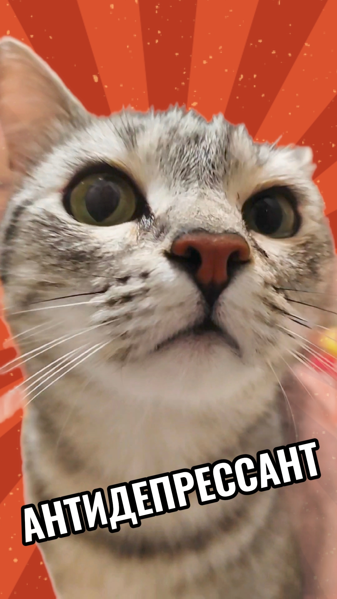 Игра с кошкой - Антидепрессант 21 века!