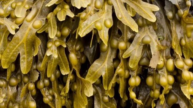 «Морской виноград»