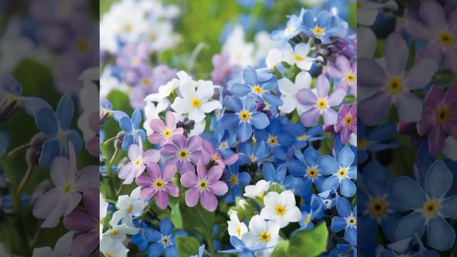 "Памяти моей мамы посвящается"1000376584.mp4