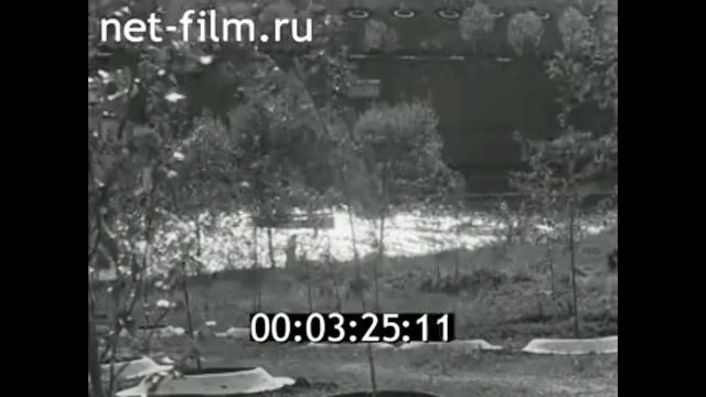 1986 г. п. Колпна. Бородинская роща. Орловская обл