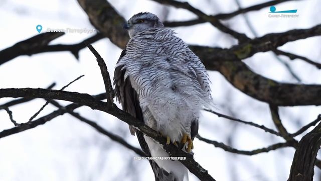 Зимующие на Вуоксе лебеди, греющийся ястреб-тетеревятник и сотрудничество лося и синицы